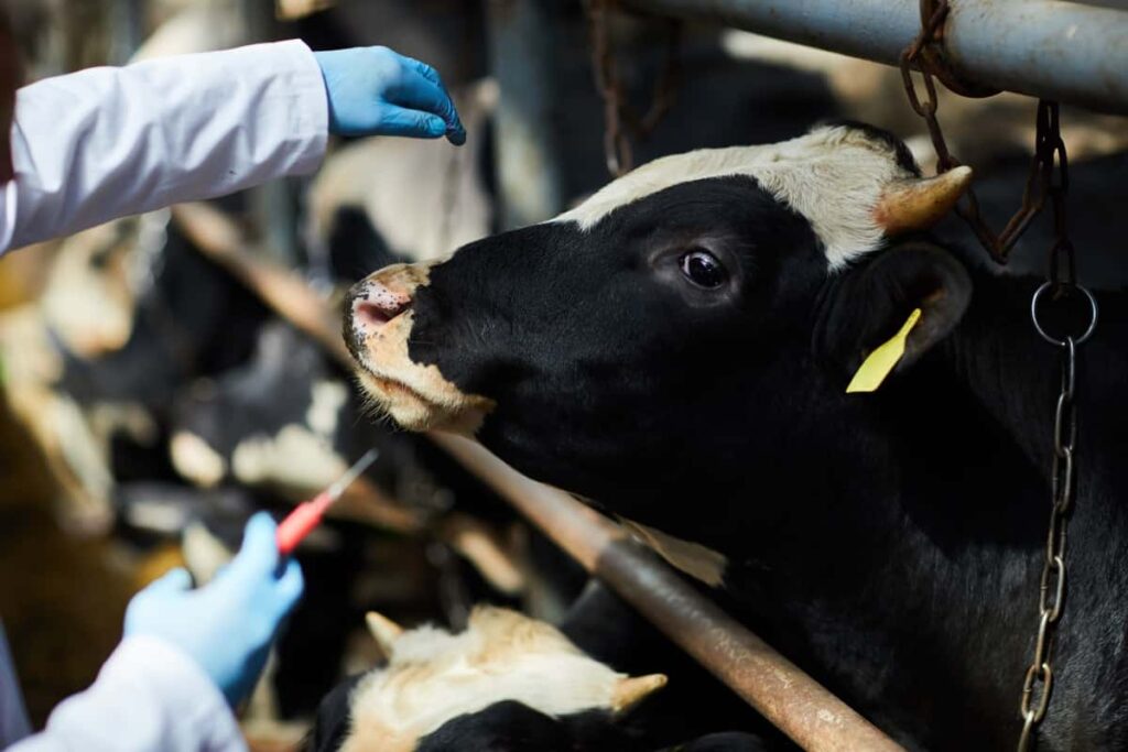 Fever in Cows: Symptoms and Quick Treatment Guide - vethealtho.in