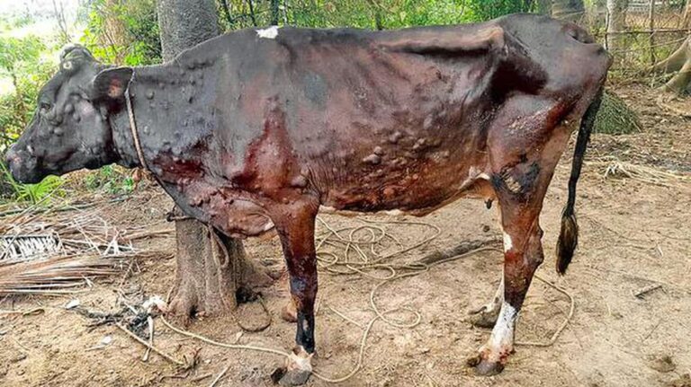 Lumpy Skin Disease in Cows: Symptoms and Treatment - vethealtho.in